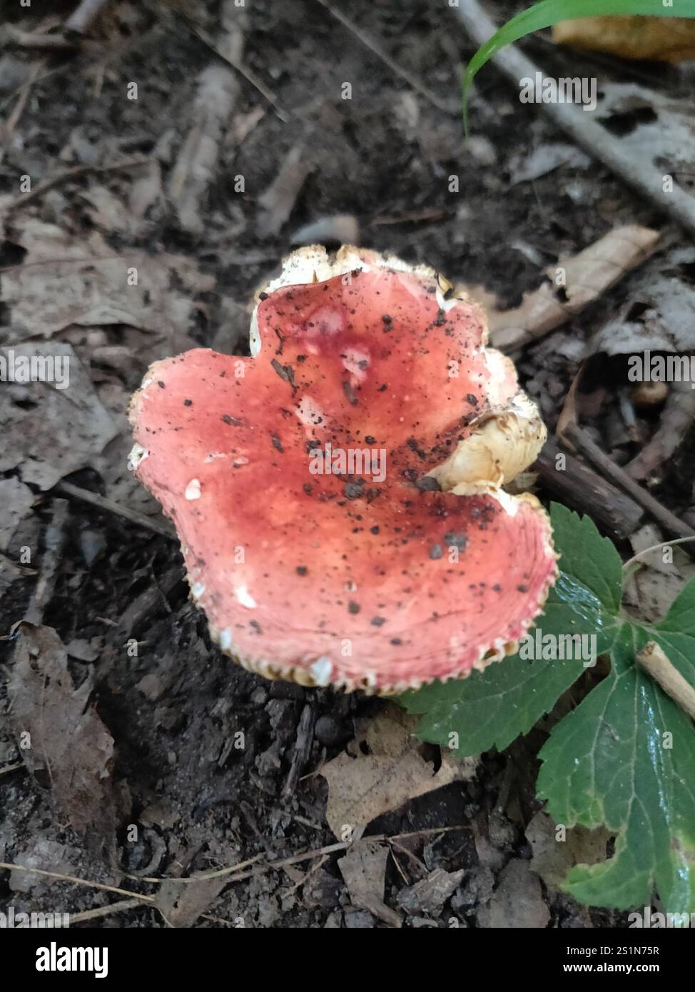 Fragile Brittlegill (Russula fragilis Stock Photo - Alamy