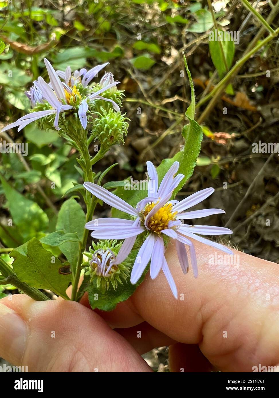 manyray aster (Symphyotrichum anomalum Stock Photo - Alamy