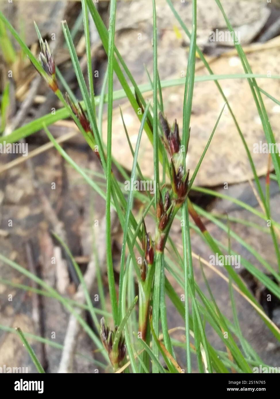 common bog-rush (Schoenus apogon Stock Photo - Alamy