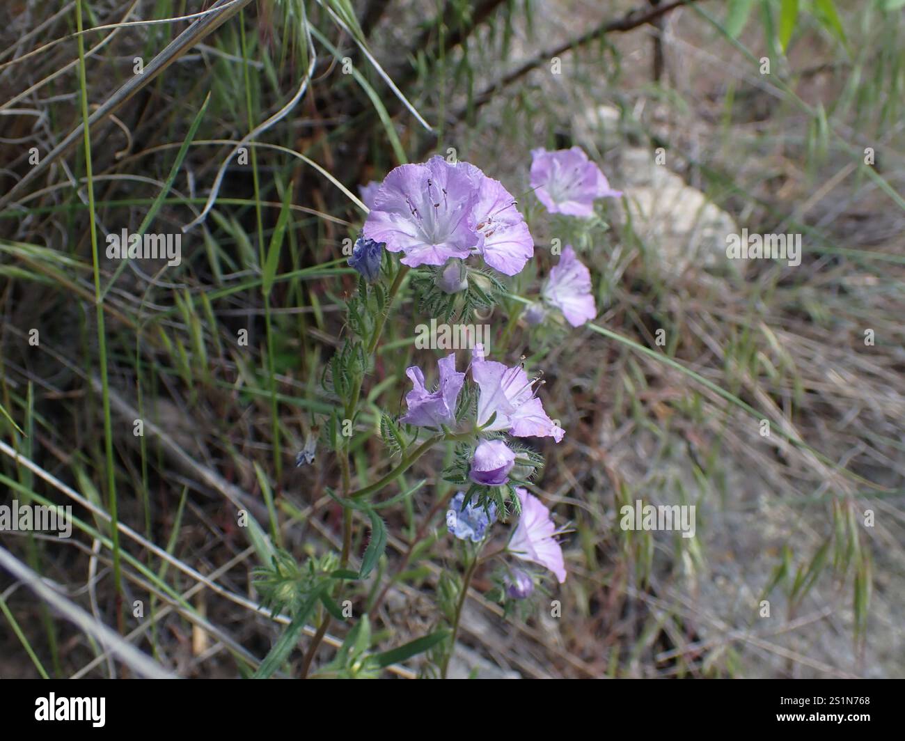 Linearleaf Phacelia (Phacelia linearis Stock Photo - Alamy