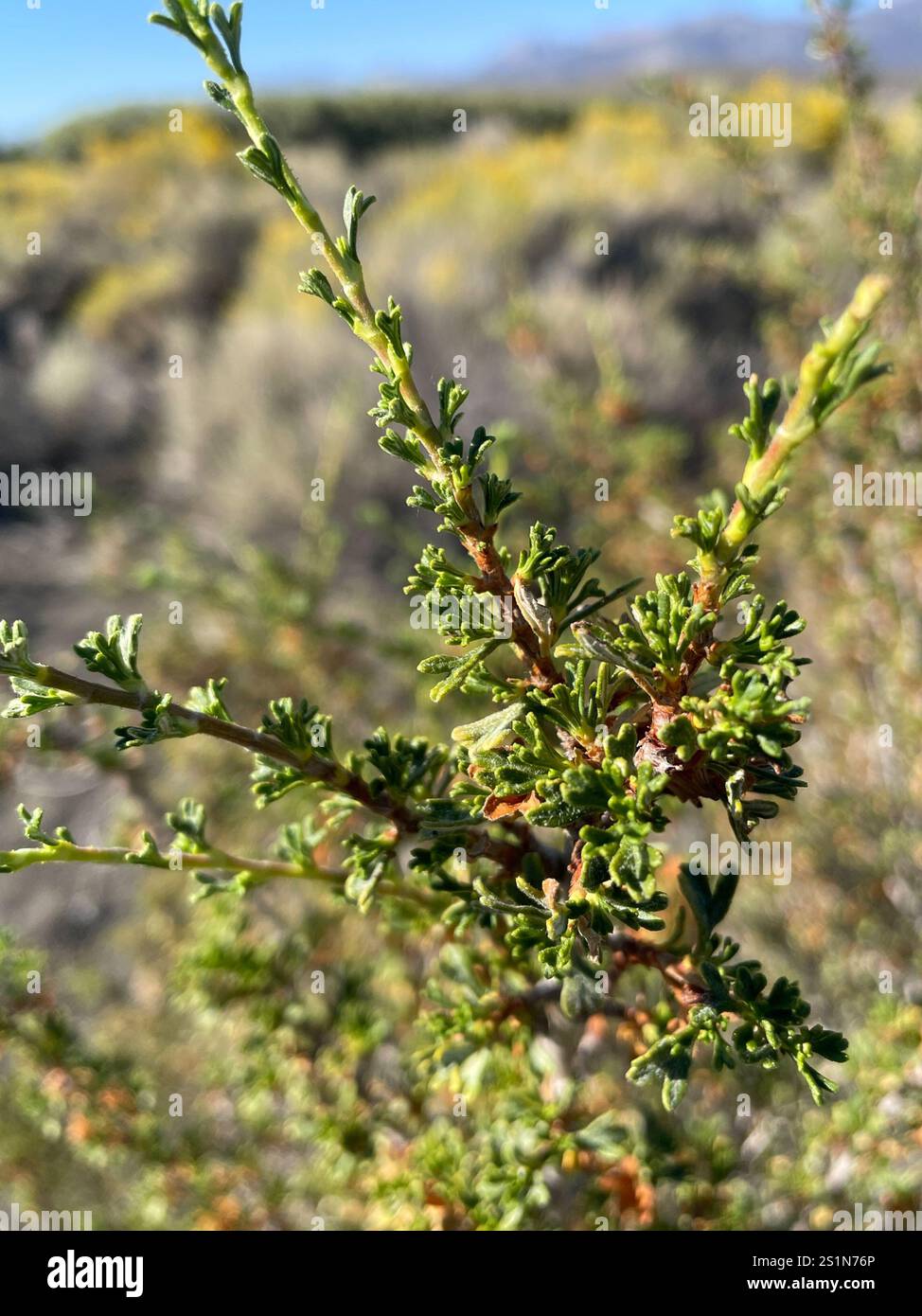 Purshia glandulosa hi-res stock photography and images - Alamy