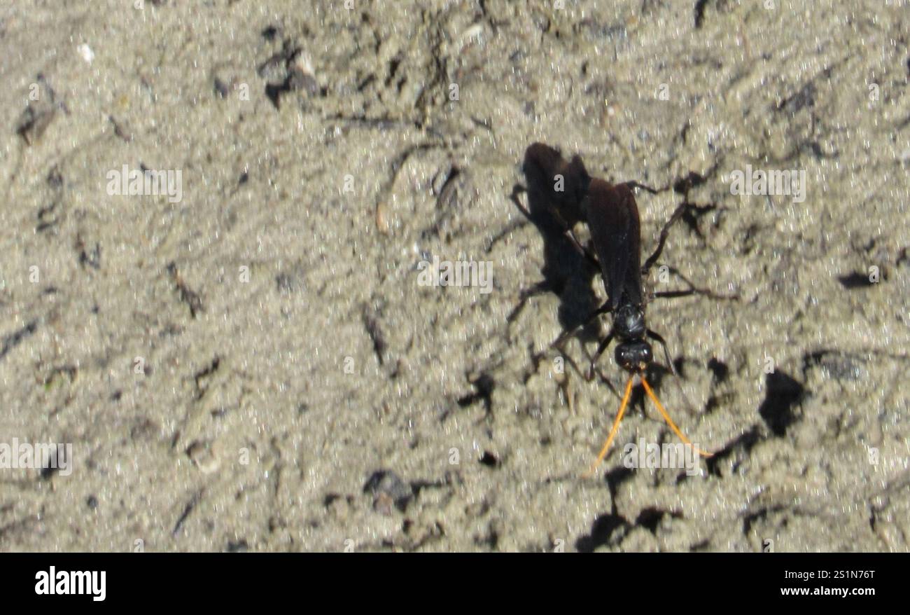 Eastern Tawny-horned Spider Wasp (Entypus unifasciatus Stock Photo - Alamy