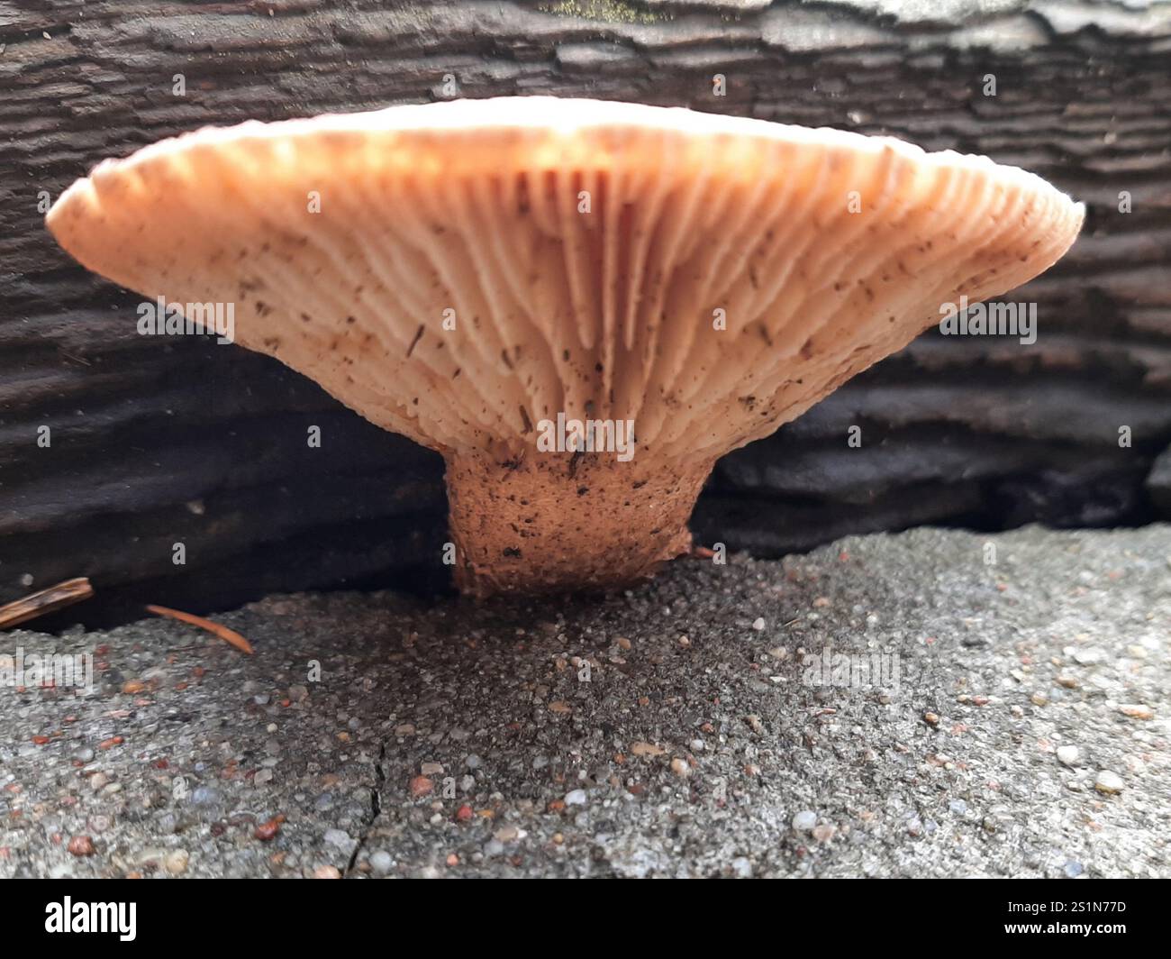 Trainwrecker (Neolentinus lepideus Stock Photo - Alamy