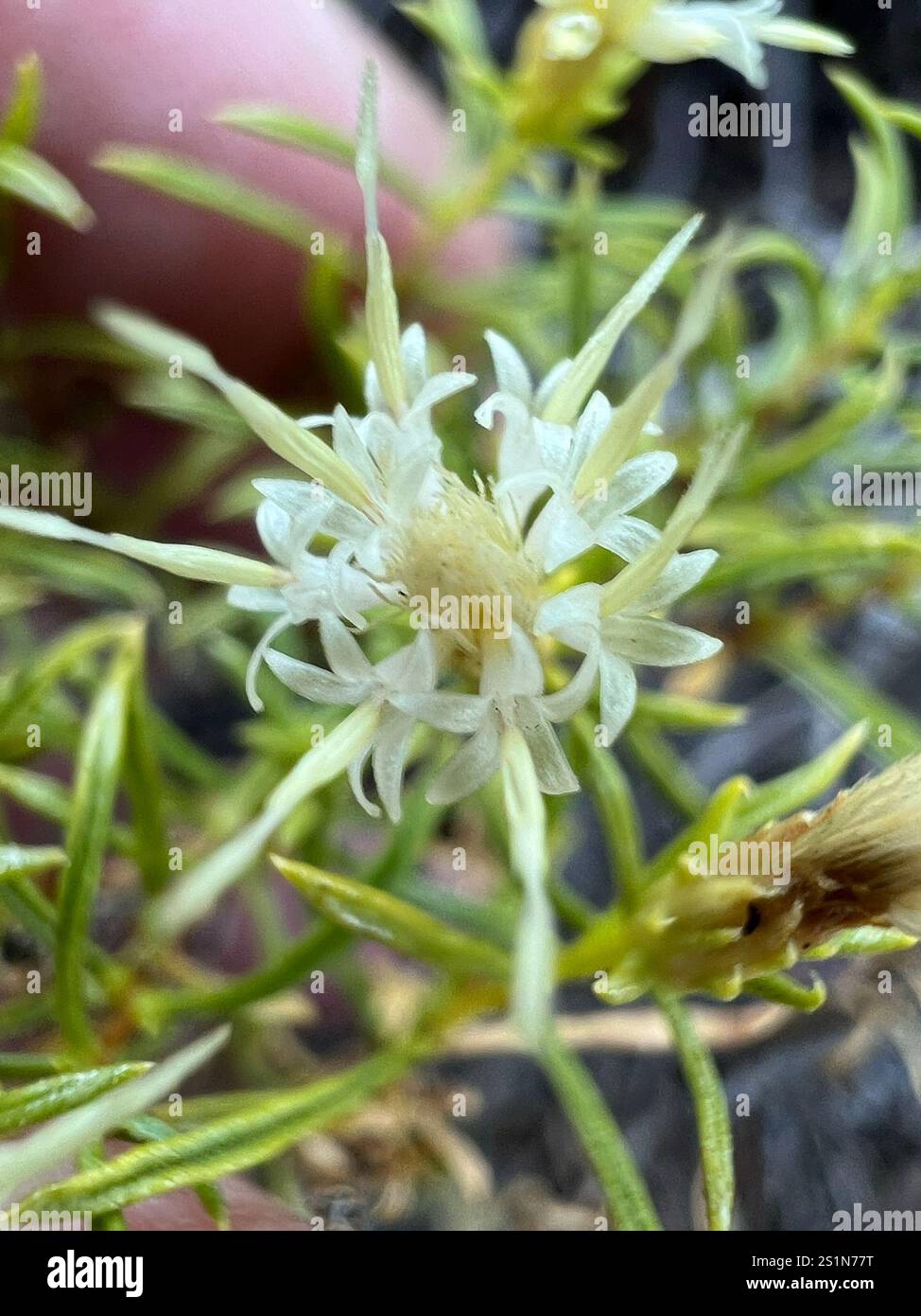 Columbian Goldenbush (Ericameria resinosa Stock Photo - Alamy