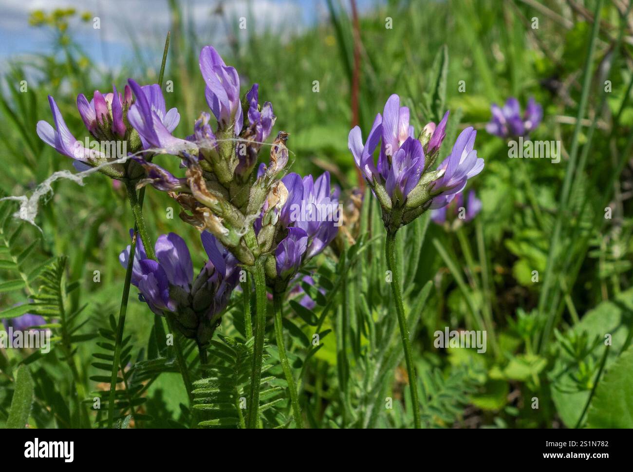 Purple Milk-vetch (Astragalus danicus Stock Photo - Alamy