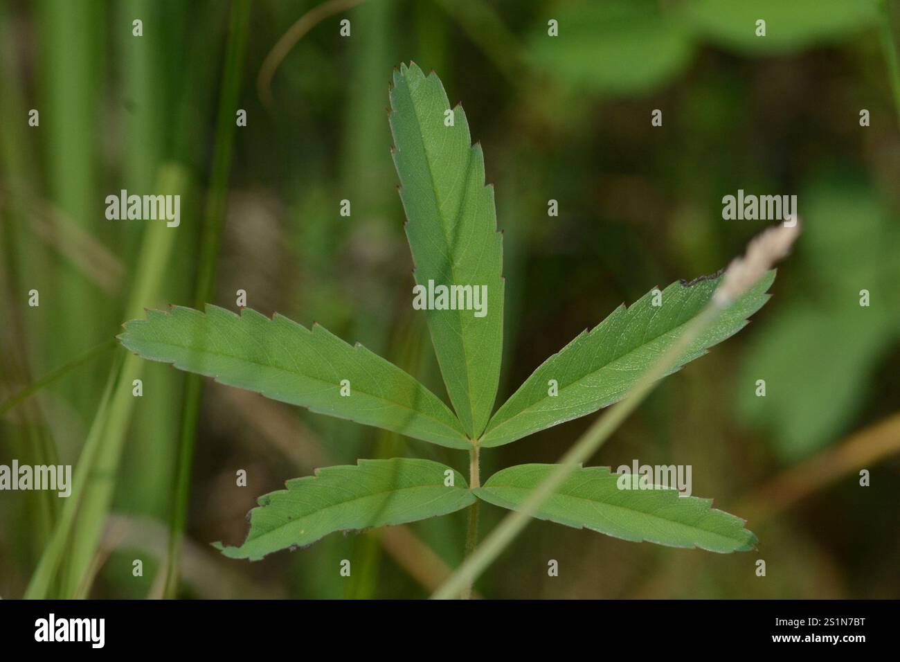 marsh cinquefoil (Comarum palustre Stock Photo - Alamy