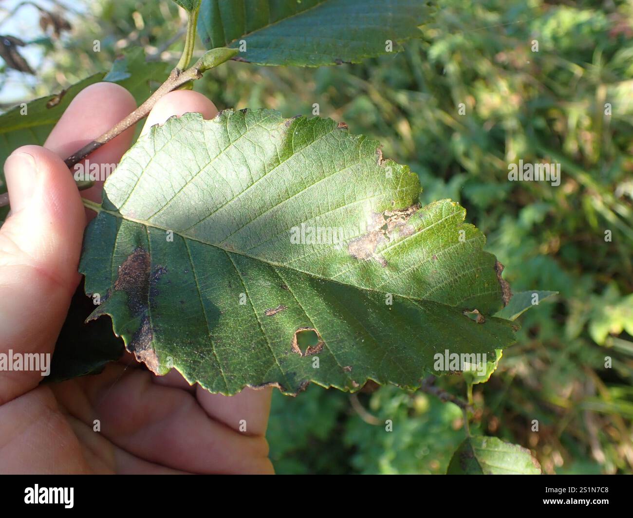 Red Alder (Alnus rubra Stock Photo - Alamy