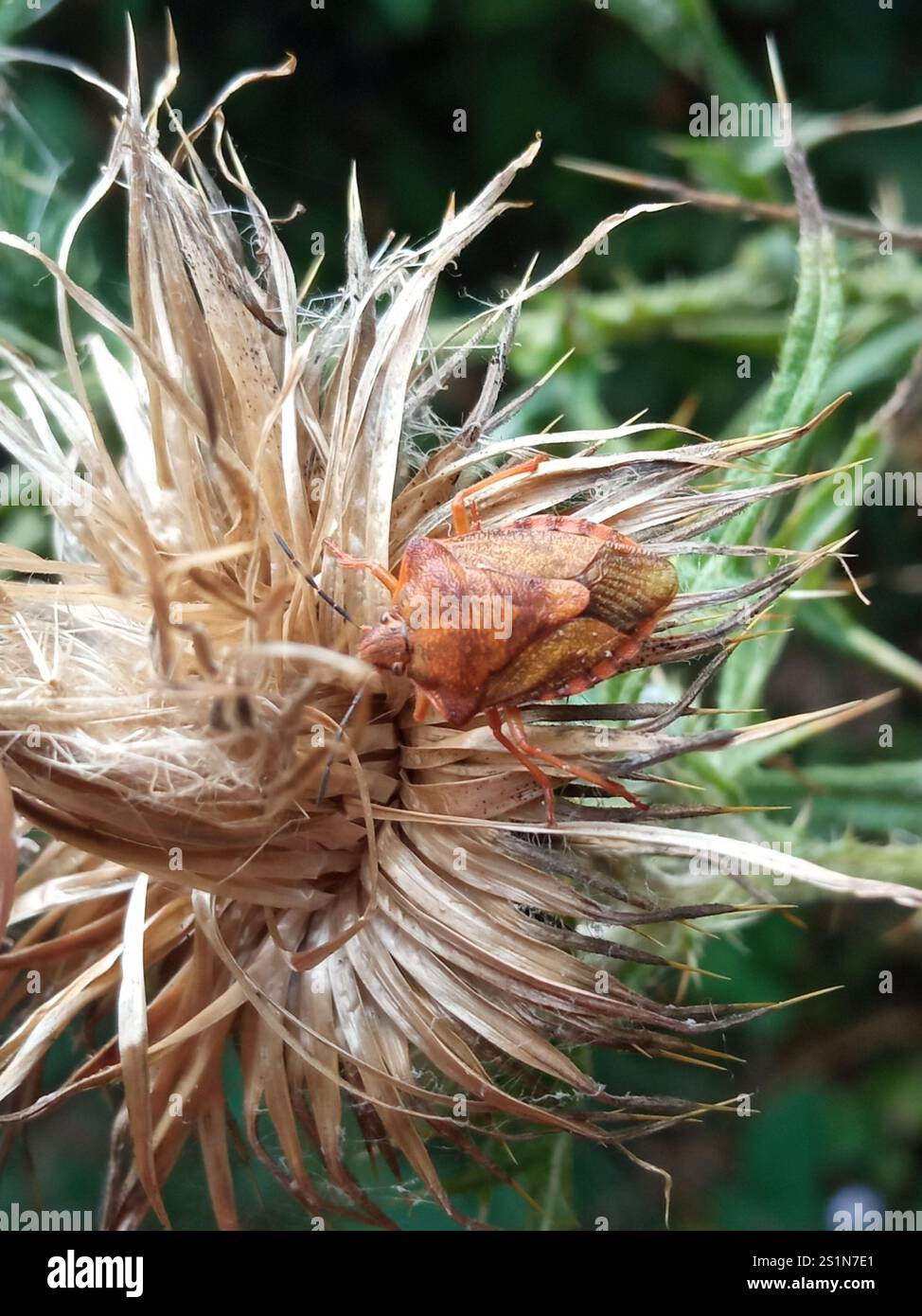 Black-shouldered Shieldbug (Carpocoris purpureipennis Stock Photo - Alamy