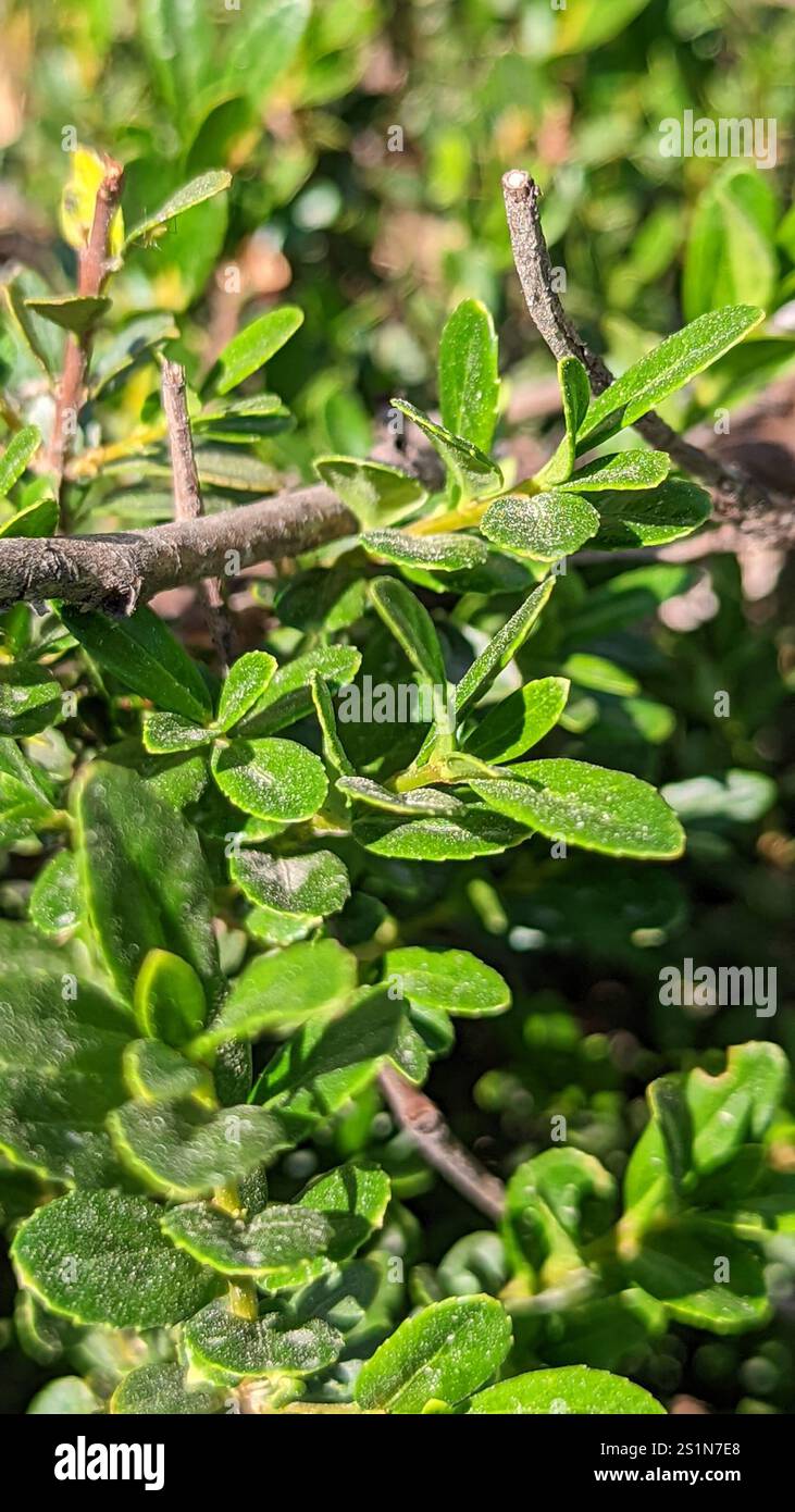 Oregon Boxwood (Paxistima myrsinites Stock Photo - Alamy