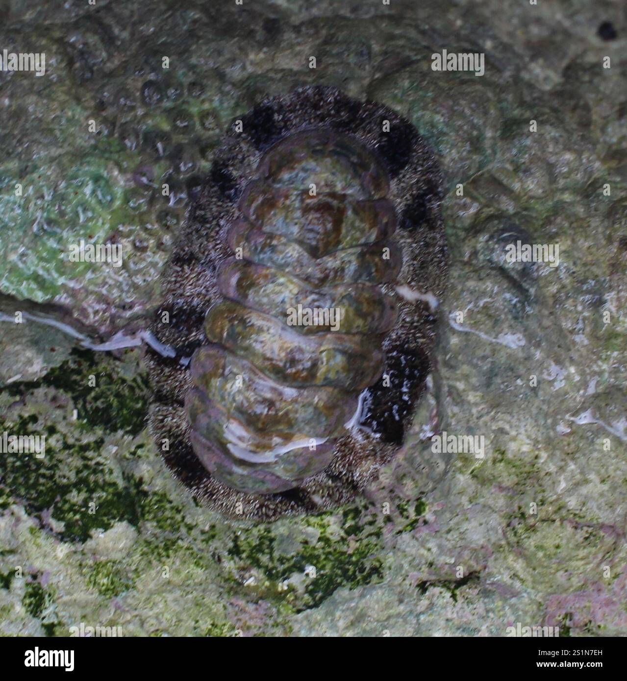 West Indian Fuzzy Chiton (Acanthopleura granulata Stock Photo - Alamy