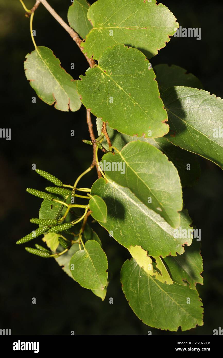 Italian alder (Alnus cordata Stock Photo - Alamy