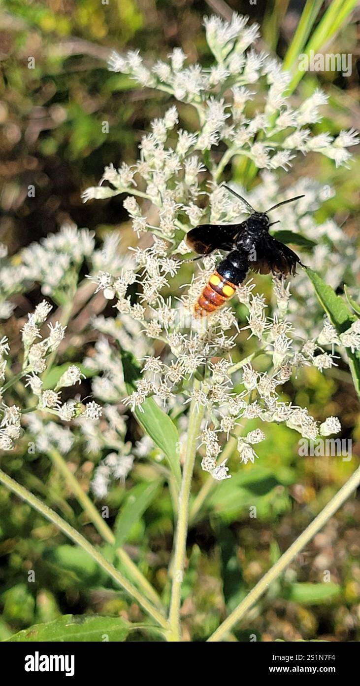 Blue-winged Scoliid Wasp (Scolia dubia Stock Photo - Alamy