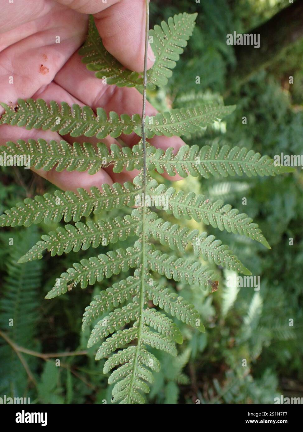 long beech fern (Phegopteris connectilis Stock Photo - Alamy