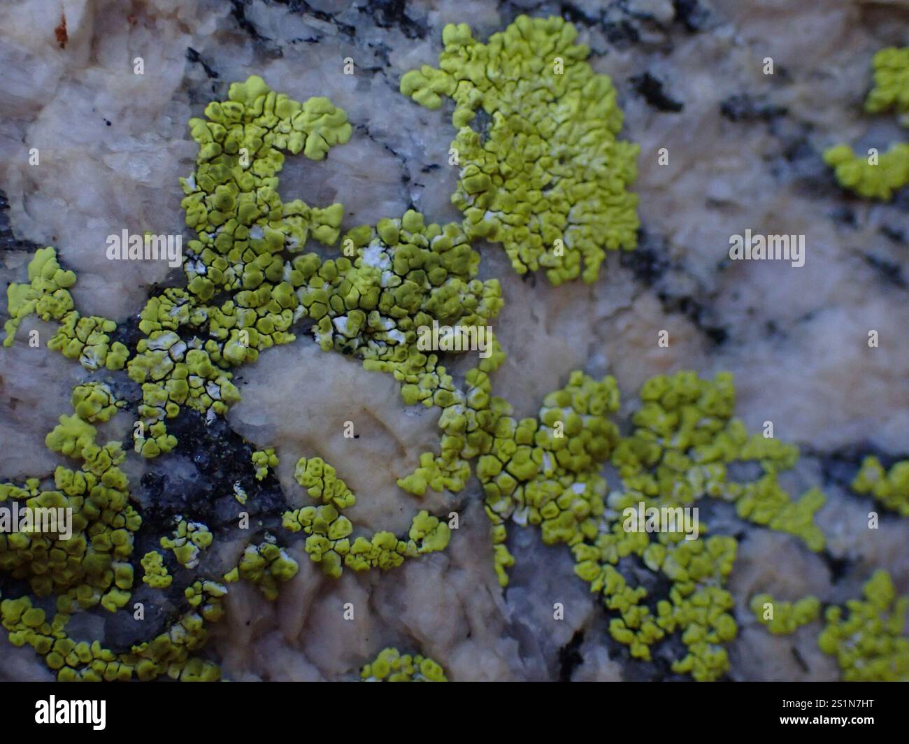 gold cobblestone lichen (Pleopsidium flavum Stock Photo - Alamy