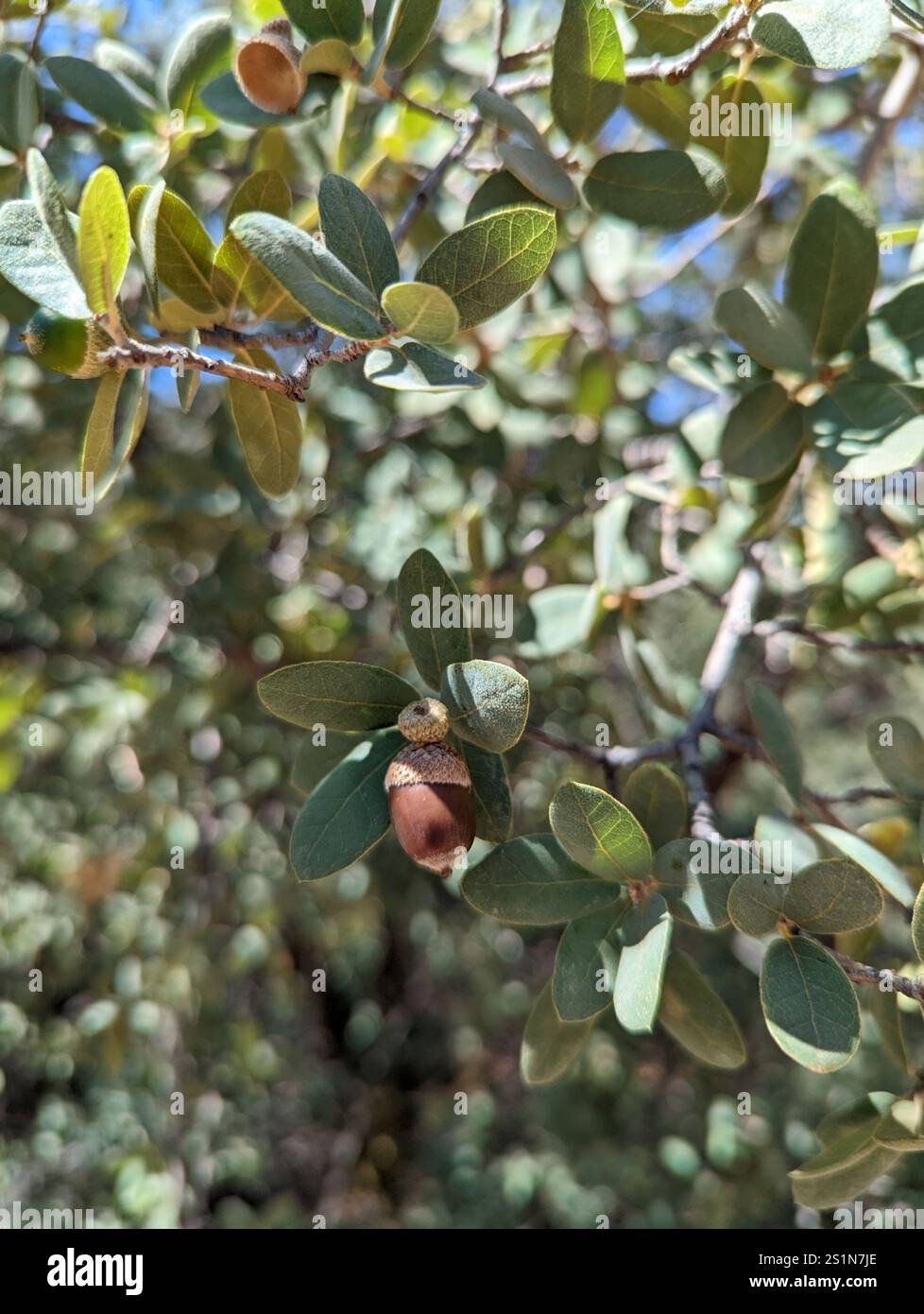 Arizona white oak (Quercus arizonica Stock Photo - Alamy