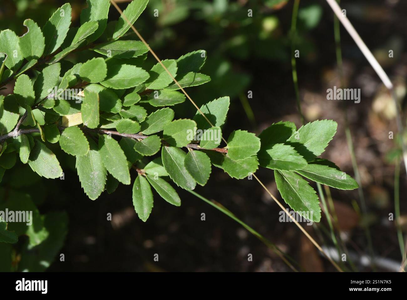 Oregon Boxwood (Paxistima myrsinites Stock Photo - Alamy