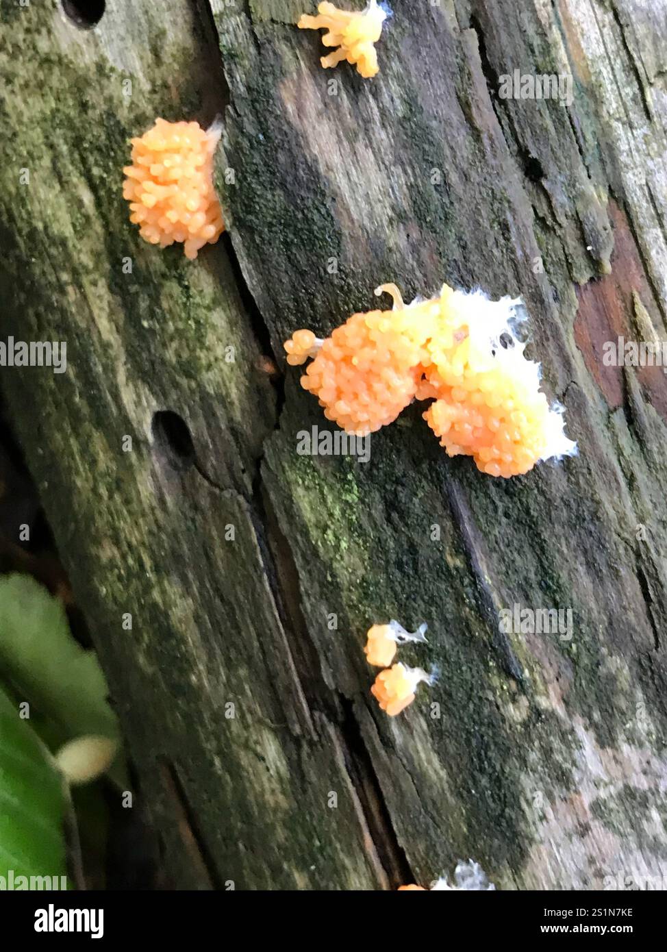 Red Raspberry Slime Mold (Tubifera ferruginosa Stock Photo - Alamy