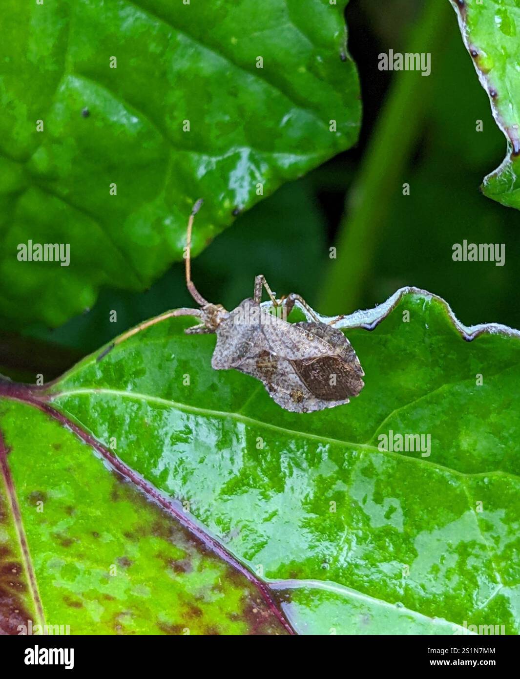Dock Bug (Coreus marginatus Stock Photo - Alamy