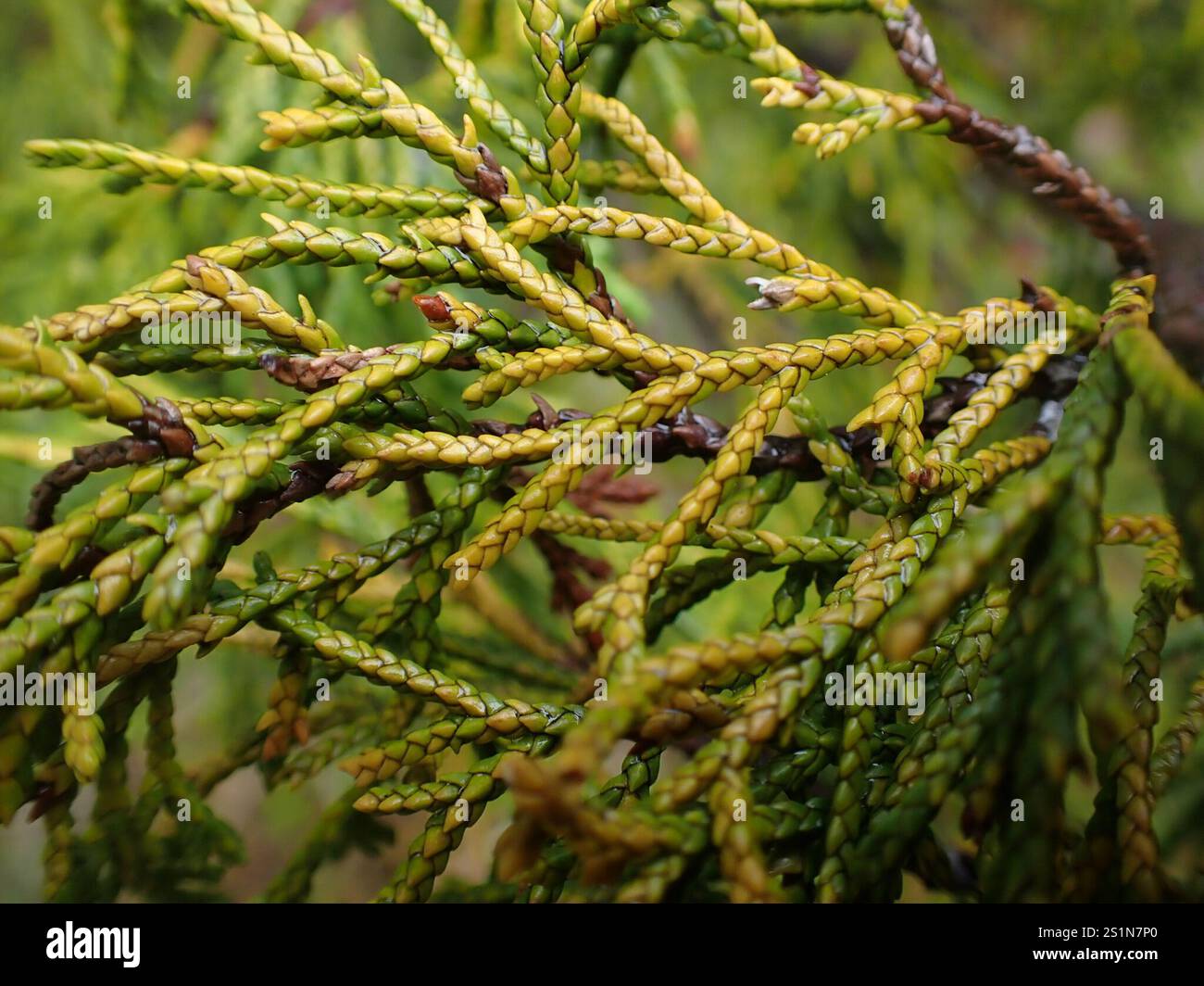 Alaska yellow cedar (Callitropsis nootkatensis Stock Photo - Alamy