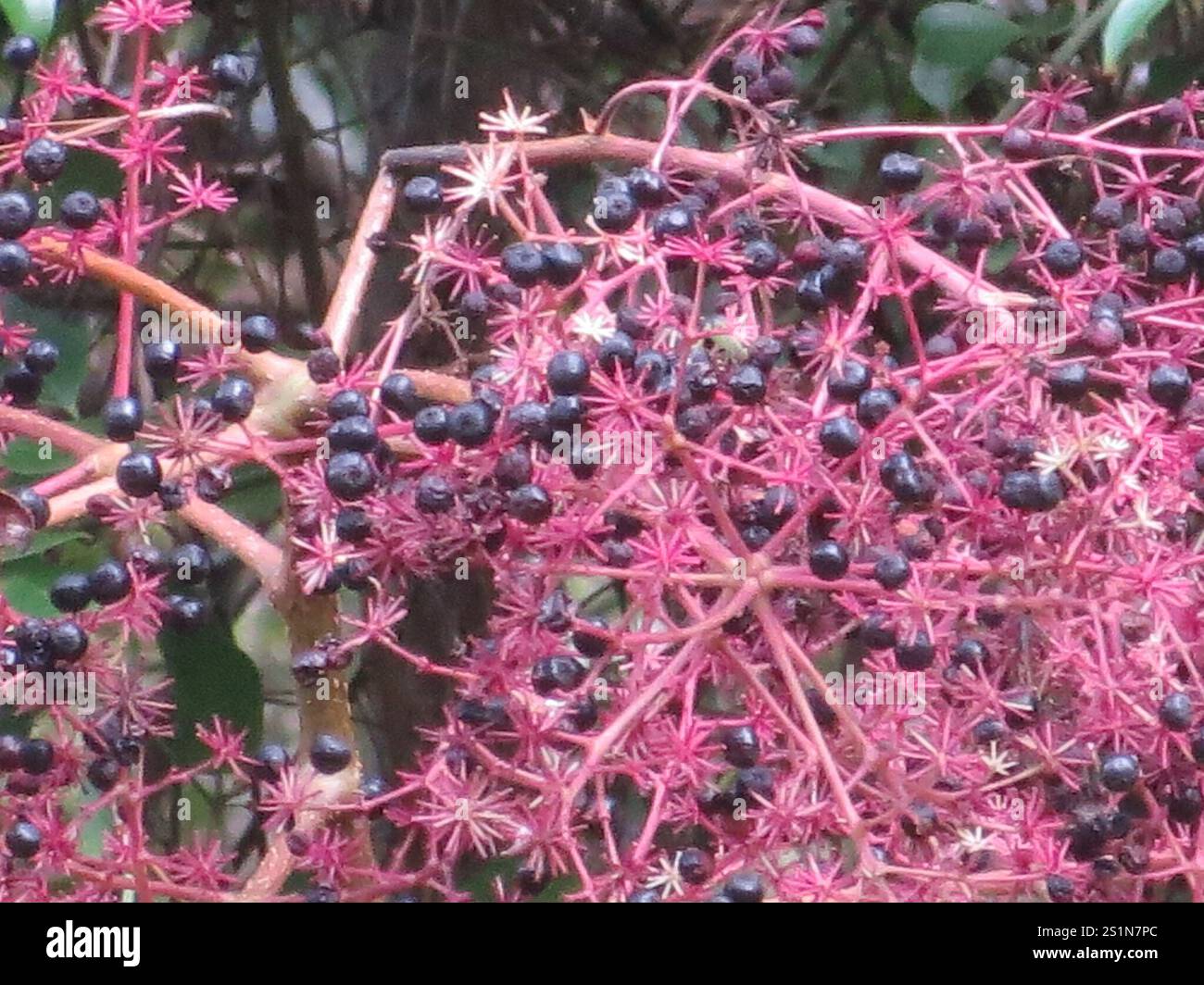 devil's walkingstick (Aralia spinosa Stock Photo - Alamy