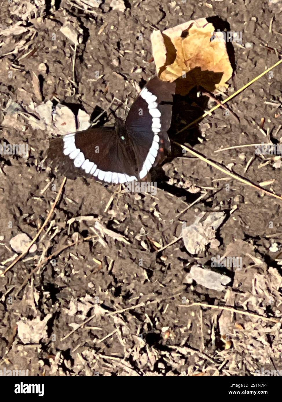 American White Admiral (Limenitis arthemis arthemis Stock Photo - Alamy