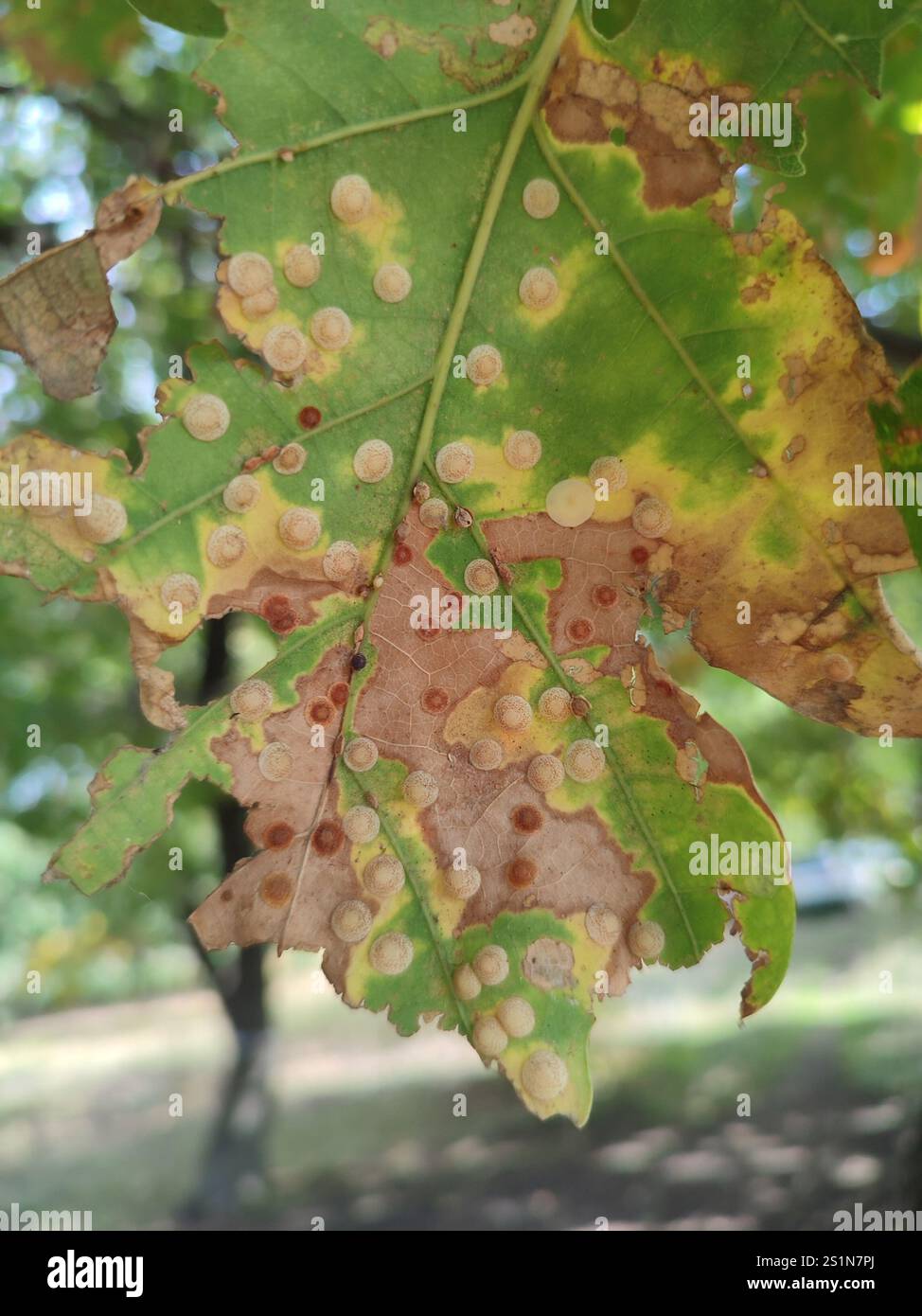Common Spangle Gall Wasp (Neuroterus quercusbaccarum Stock Photo - Alamy