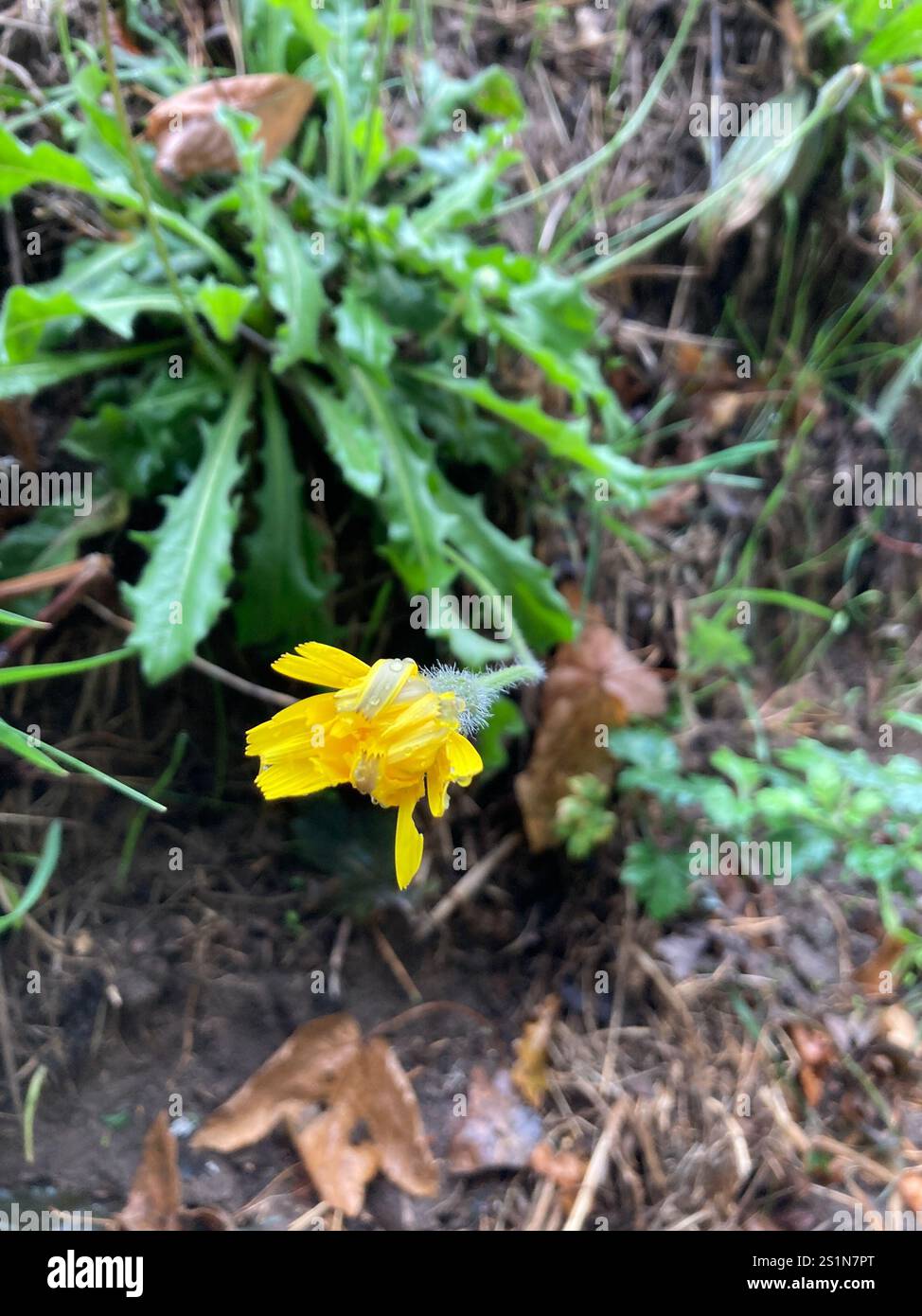 Common Cat's-ear (Hypochaeris radicata Stock Photo - Alamy