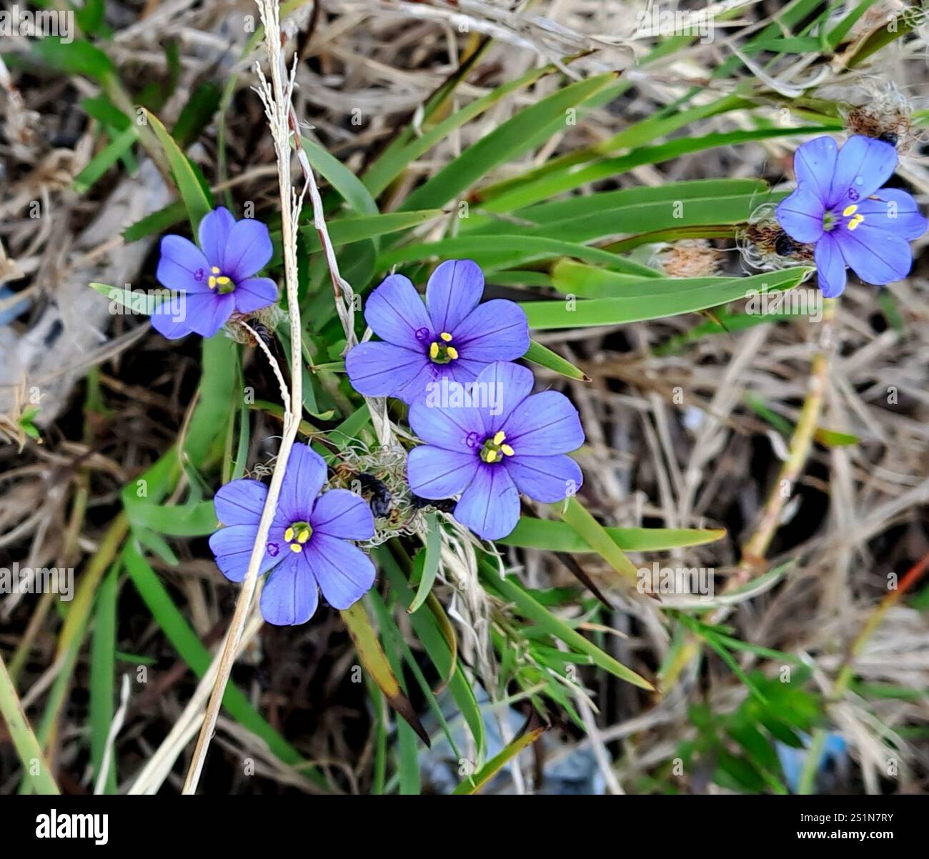 Aristea africana hi-res stock photography and images - Alamy