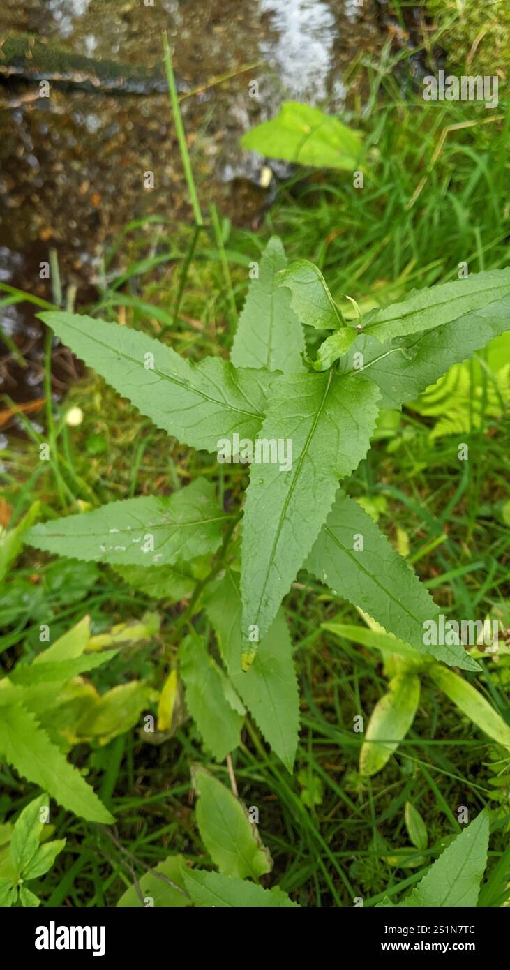 Arrowleaf Senecio (Senecio triangularis Stock Photo - Alamy