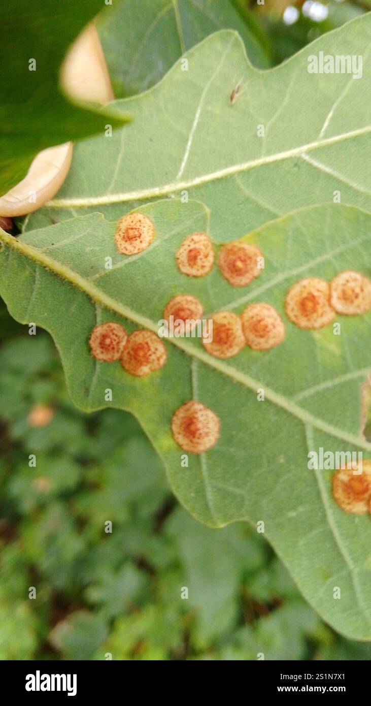 Common Spangle Gall Wasp (Neuroterus quercusbaccarum Stock Photo - Alamy