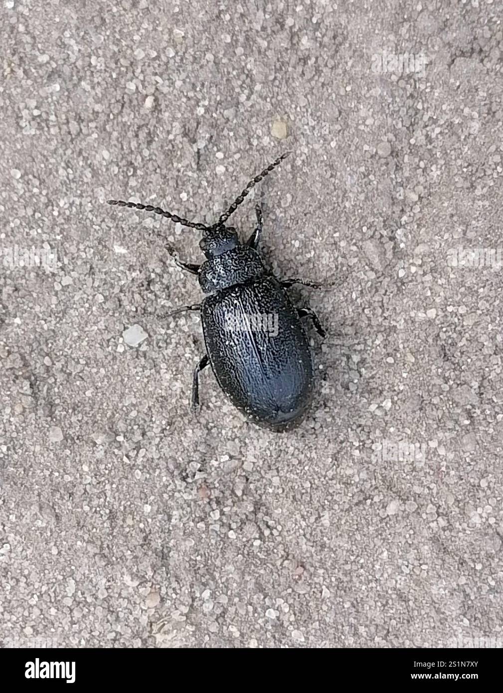 black-punctured leaf beetle (Galeruca tanaceti Stock Photo - Alamy