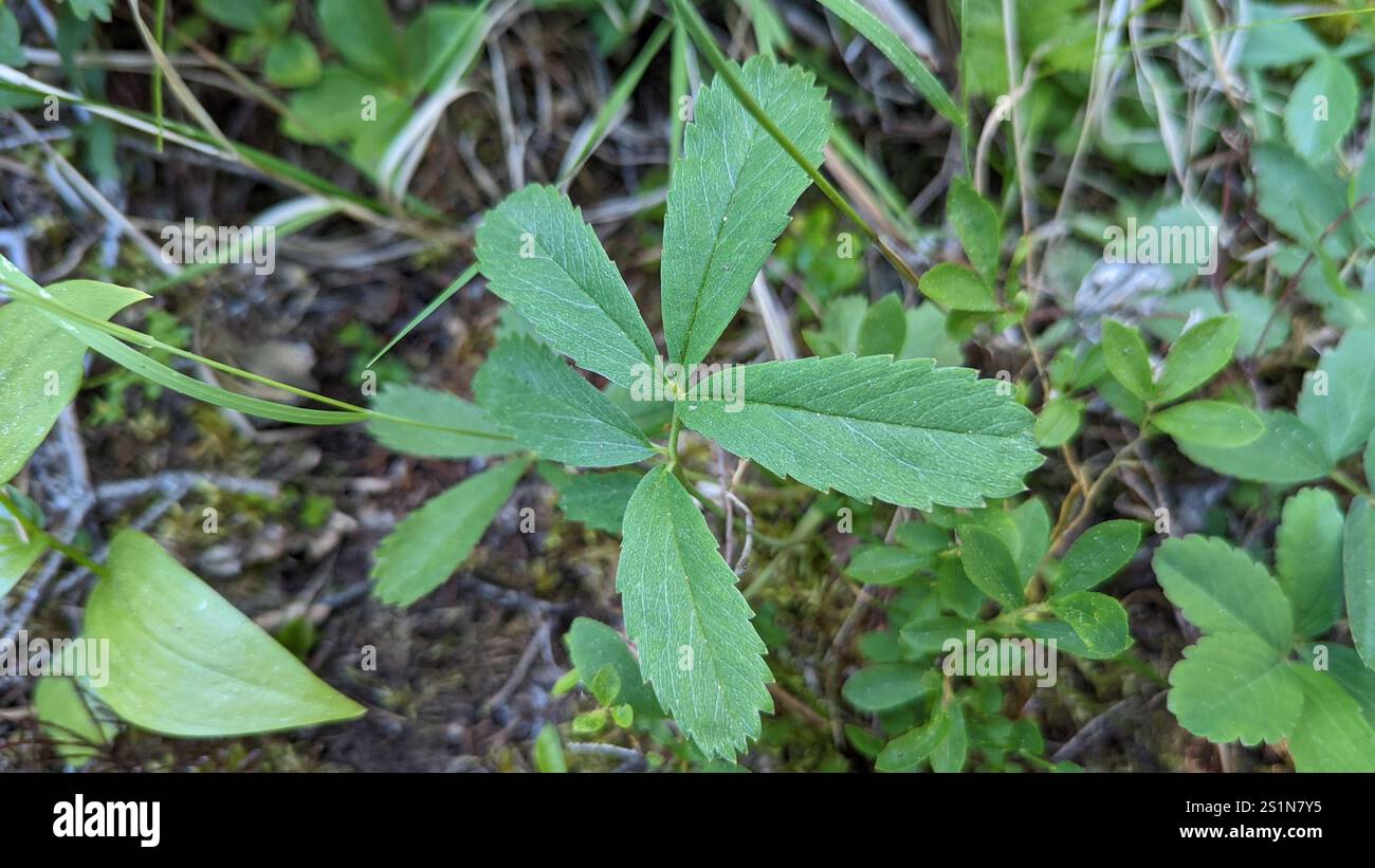 marsh cinquefoil (Comarum palustre Stock Photo - Alamy