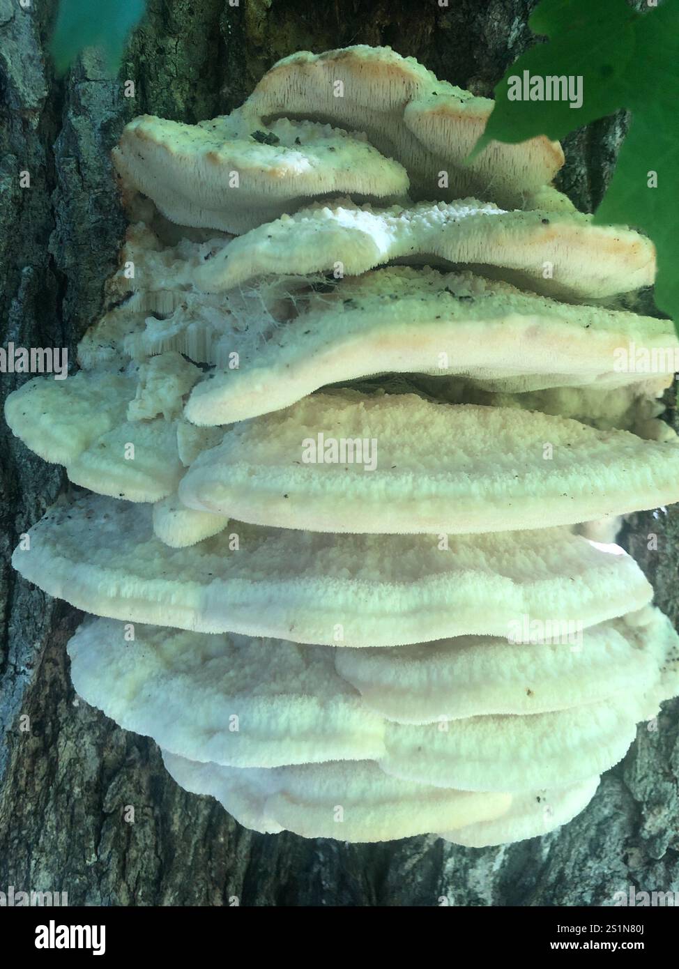 Northern Tooth (Climacodon septentrionalis Stock Photo - Alamy