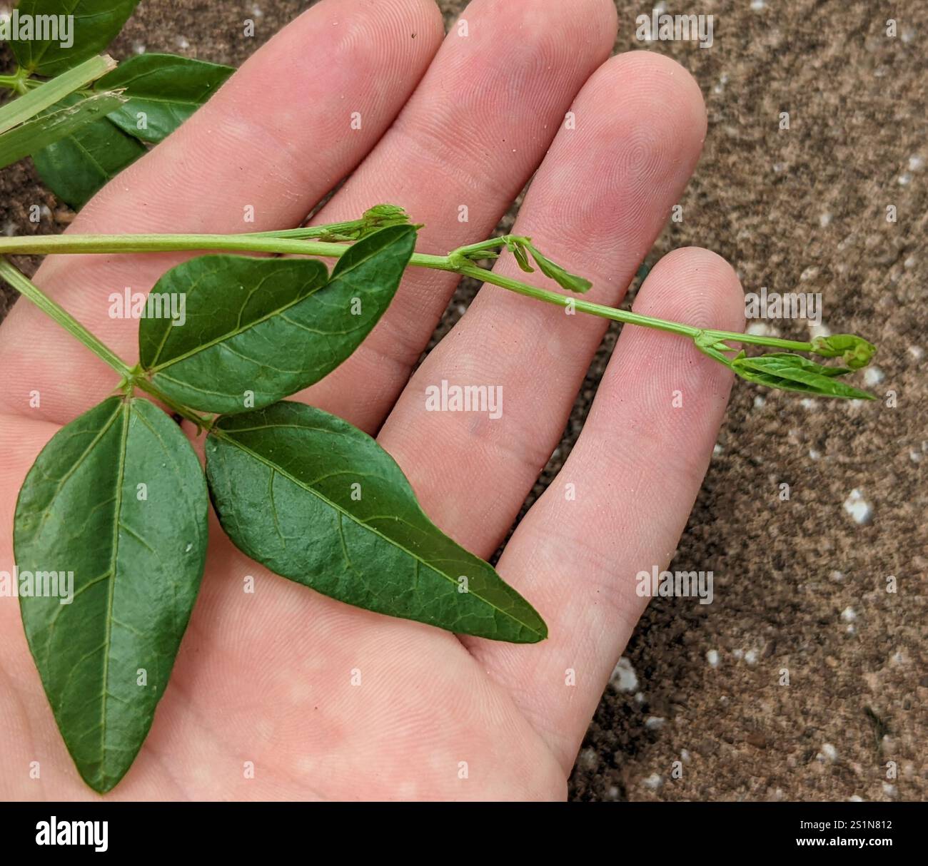 Wild Cowpea (Vigna luteola Stock Photo - Alamy