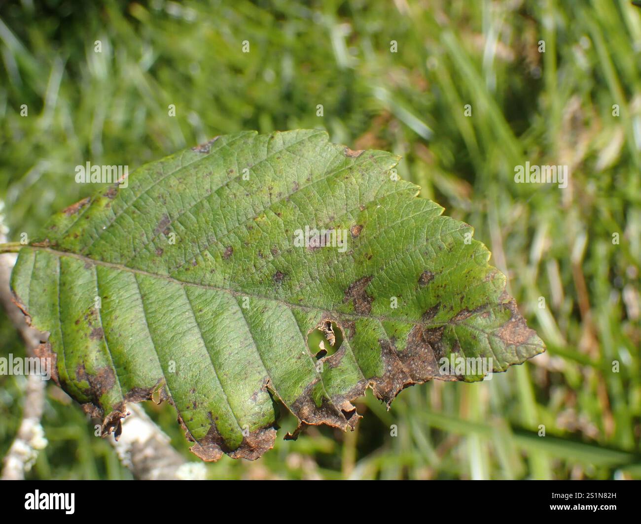 Red Alder (Alnus rubra Stock Photo - Alamy