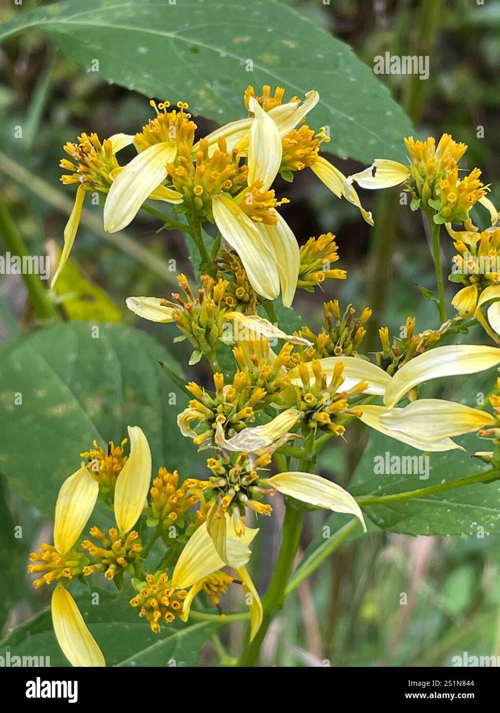 Yellow Crownbeard (Verbesina occidentalis Stock Photo - Alamy
