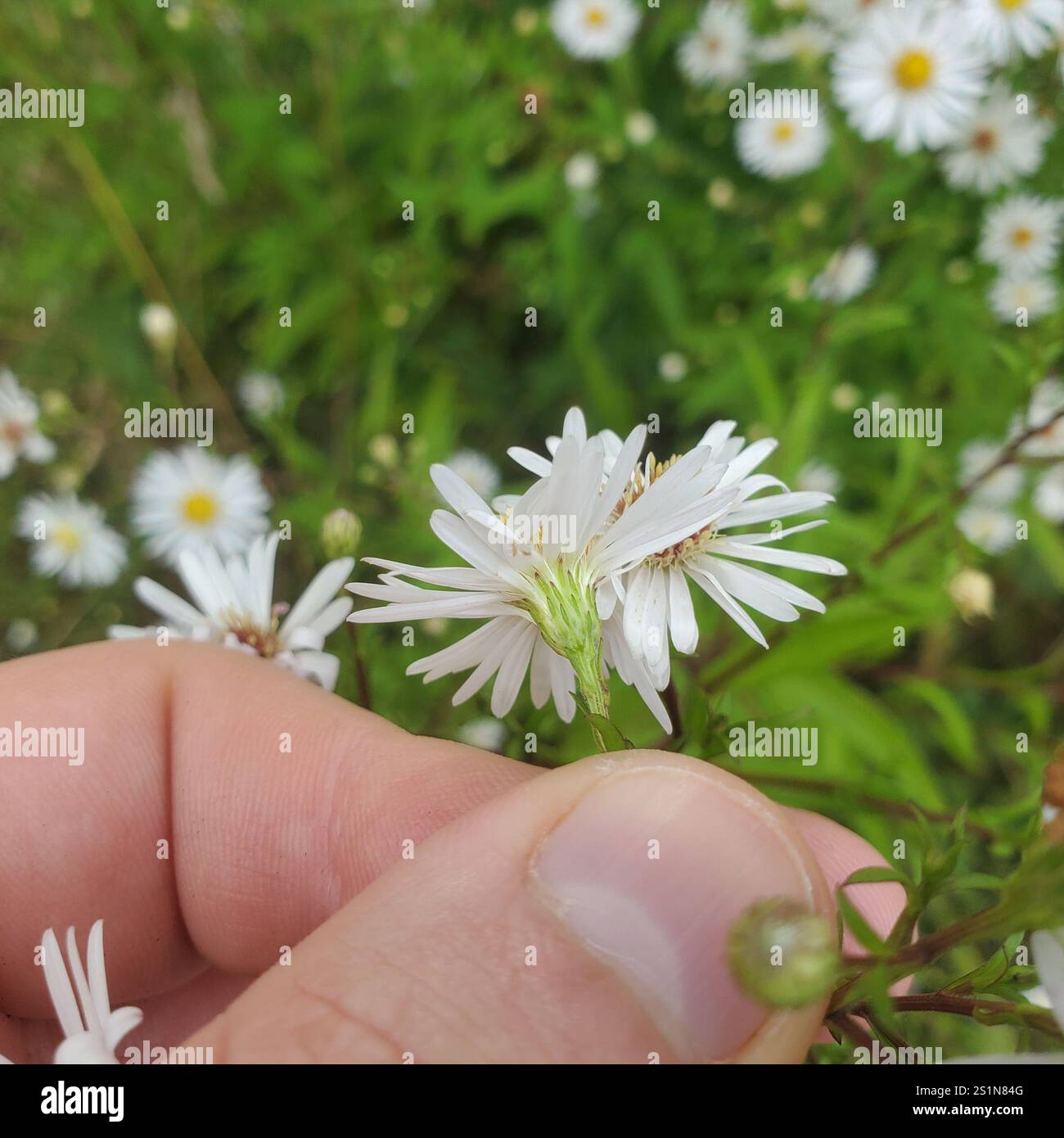 American asters (Symphyotrichum Stock Photo - Alamy