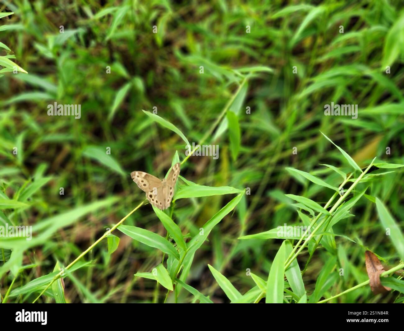 Northern Pearly-eye (Lethe anthedon Stock Photo - Alamy