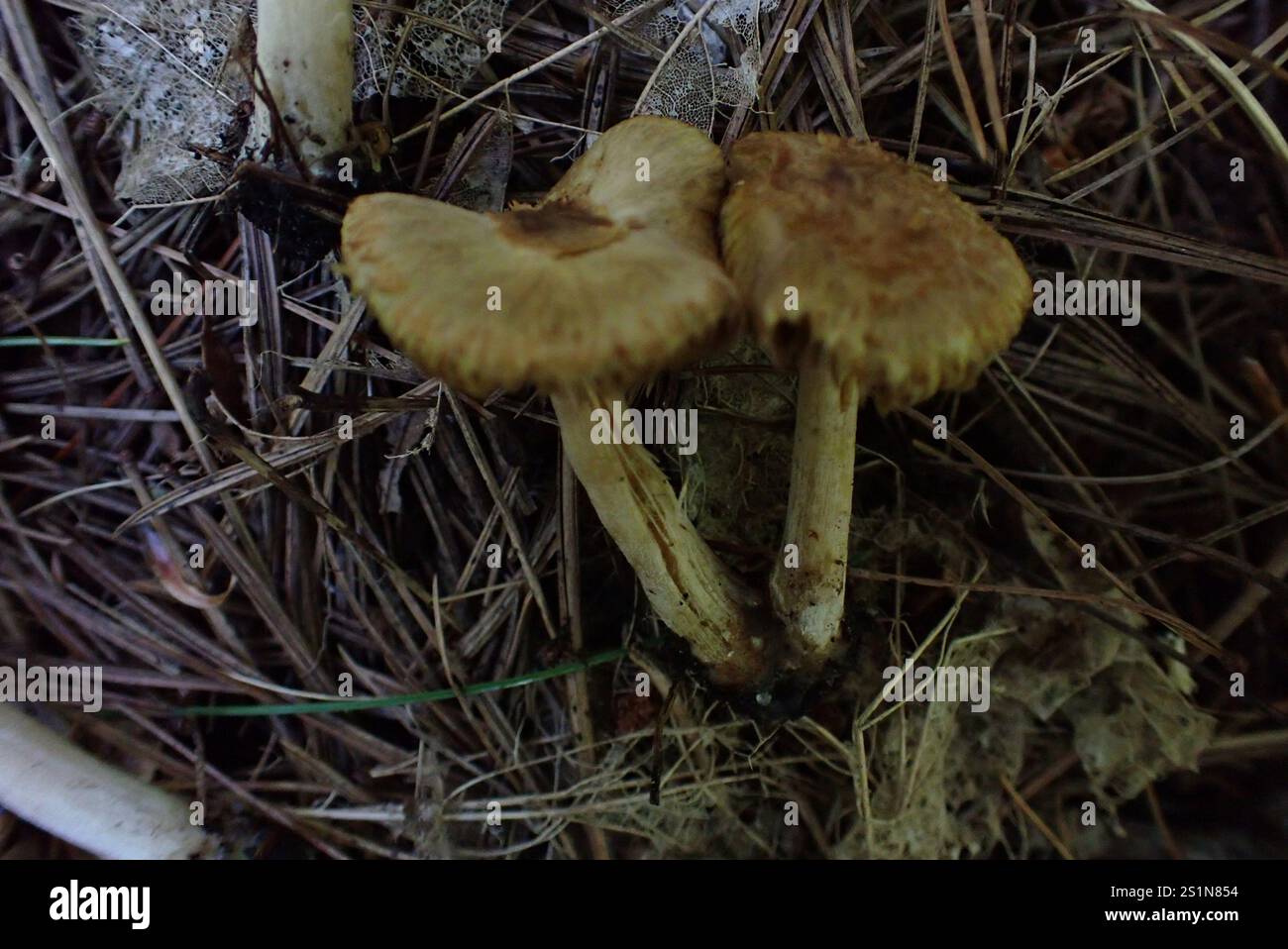 Fiber Caps (Inocybe Stock Photo - Alamy