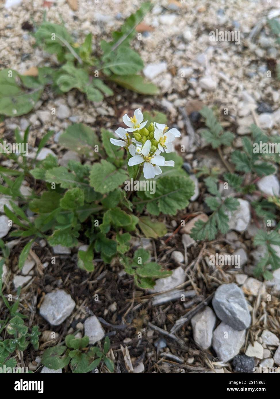 White Wall-rocket (Diplotaxis erucoides Stock Photo - Alamy