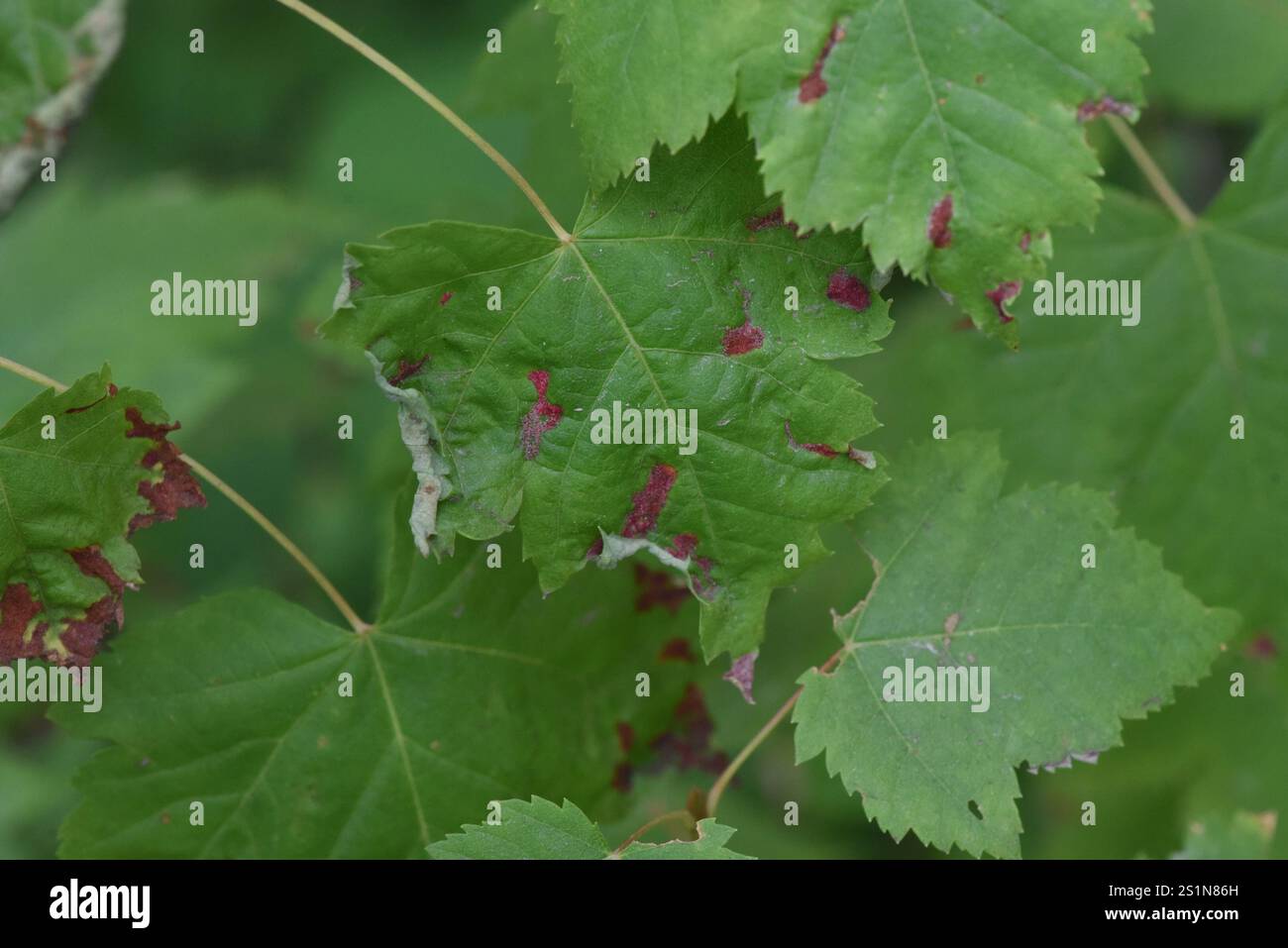 Rocky Mountain Maple Felt Mite (Aceria calaceris Stock Photo - Alamy