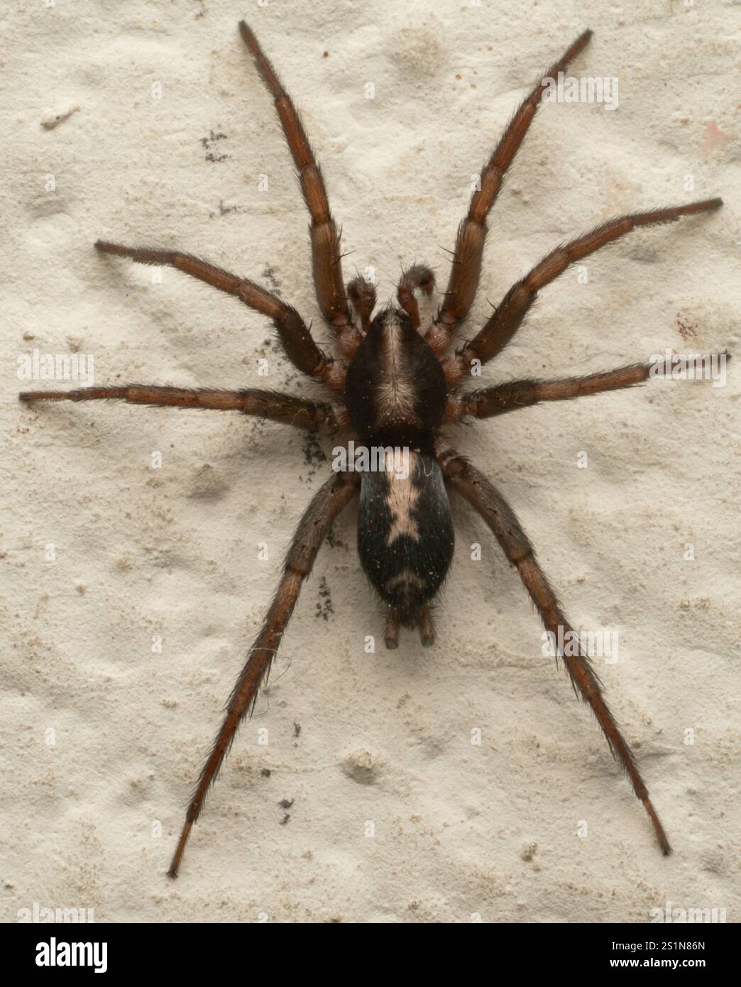 Western Parson Spider (Herpyllus propinquus Stock Photo - Alamy
