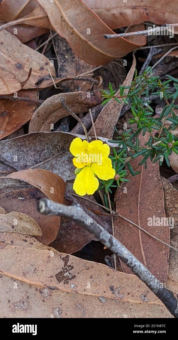 Showy Guinea Flower (Hibbertia linearis Stock Photo - Alamy
