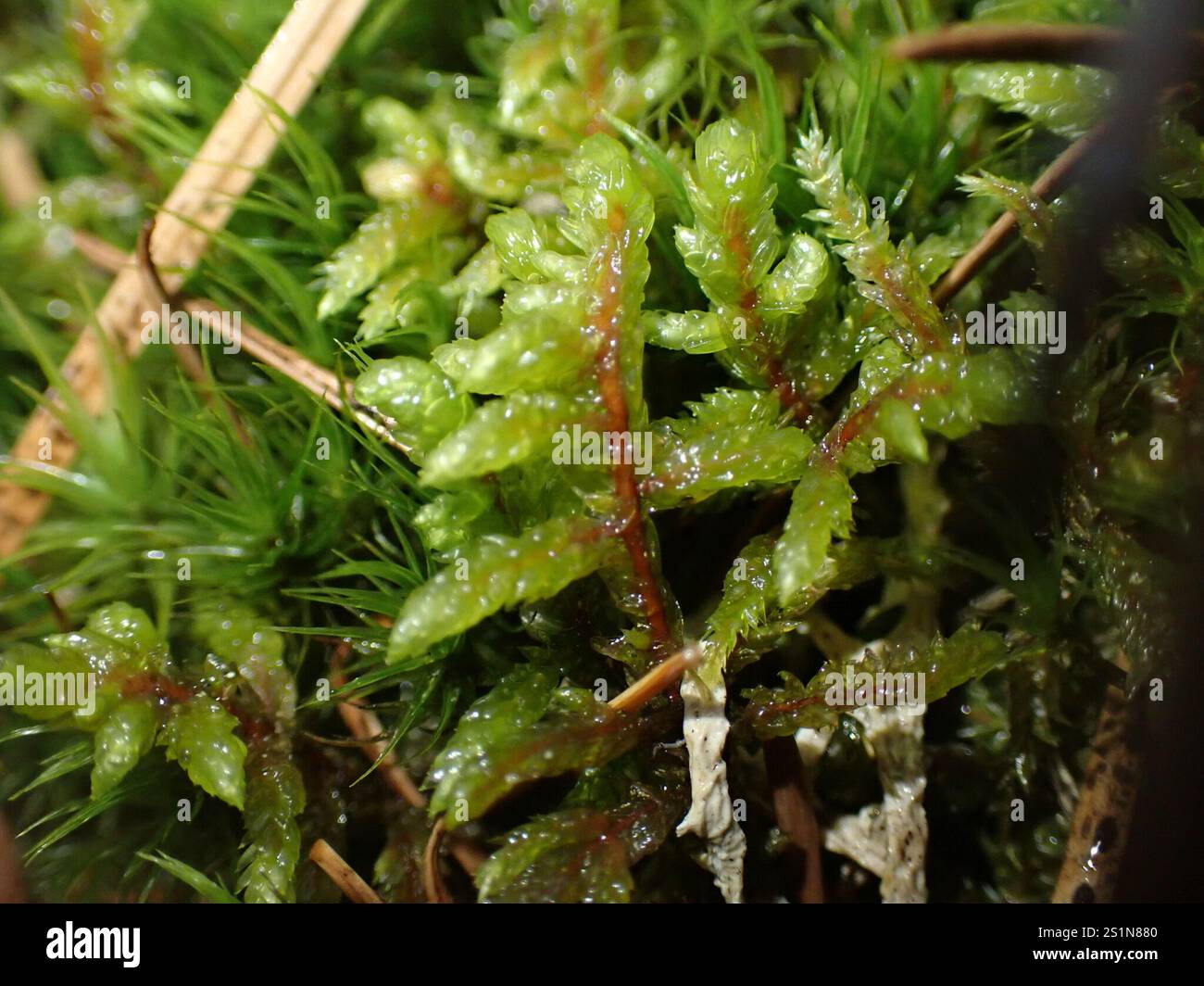 Red-stemmed Feather Moss (Pleurozium schreberi Stock Photo - Alamy