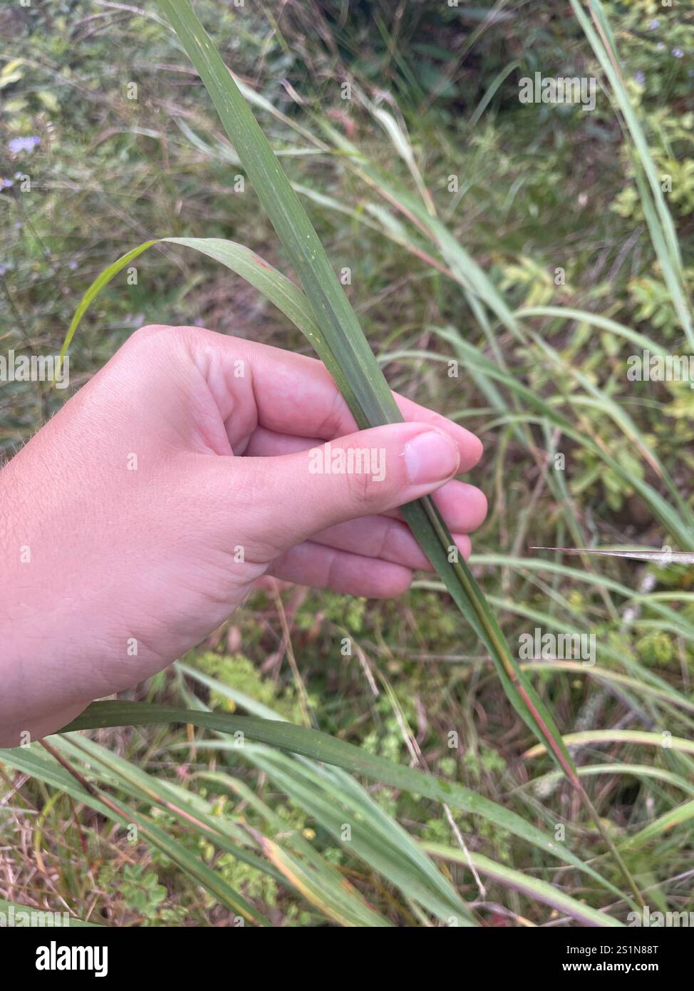 bluestems, lemon grasses, silvergrasses, and allies (Andropogoneae ...