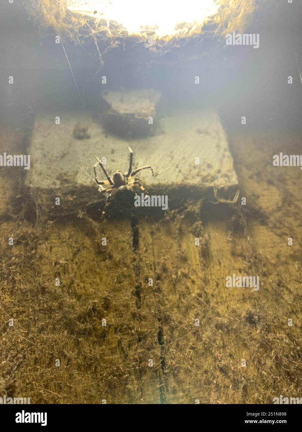 Grey Cross Spider (Larinioides sclopetarius Stock Photo - Alamy