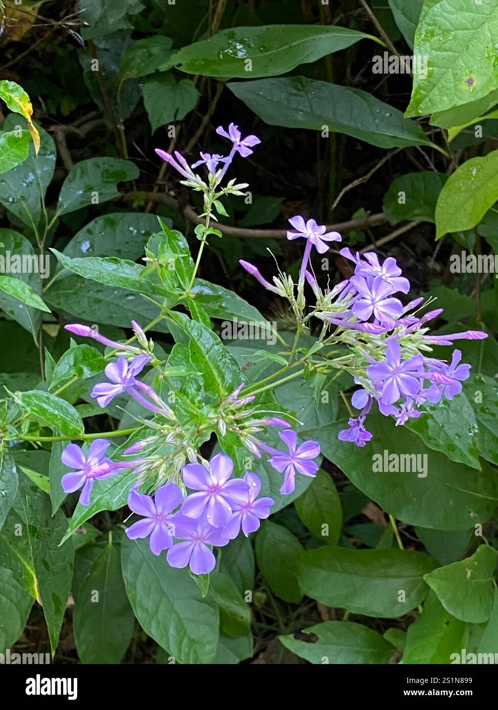 fall phlox (Phlox paniculata Stock Photo - Alamy