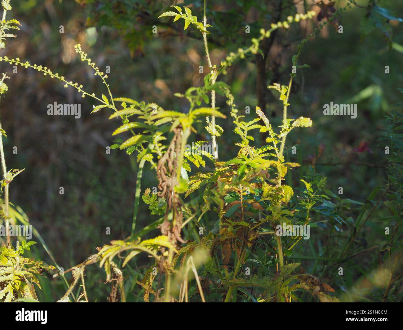 swamp agrimony (Agrimonia parviflora Stock Photo - Alamy