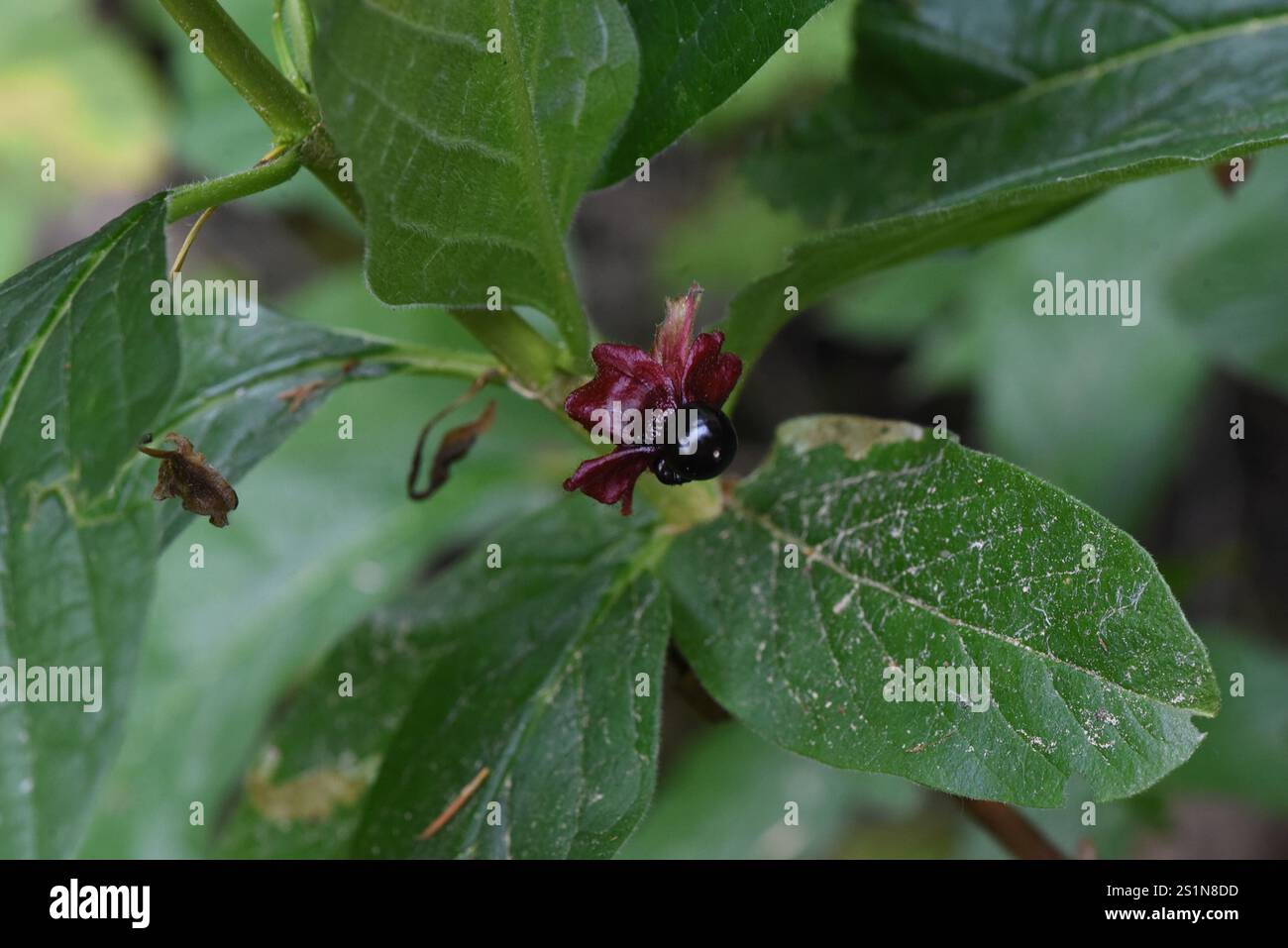 twinberry honeysuckle (Lonicera involucrata Stock Photo - Alamy