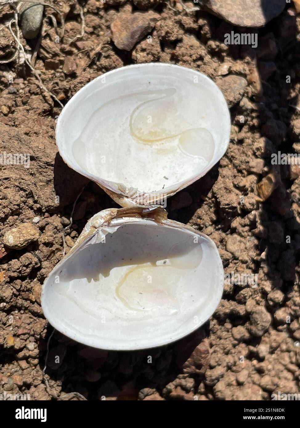 Japanese Littleneck (Ruditapes philippinarum Stock Photo - Alamy
